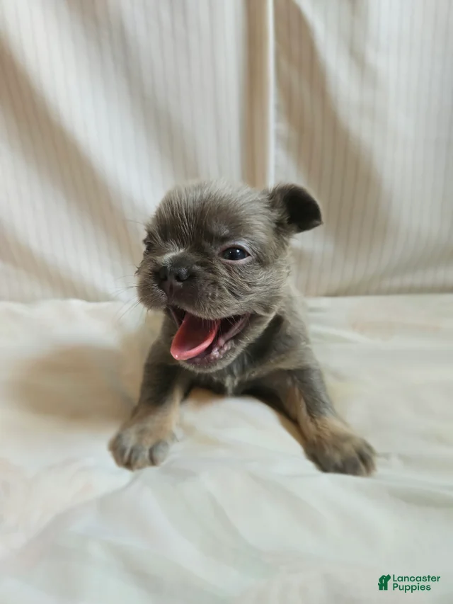 Athena French Bulldog for sale in Schertz | Lancaster Puppies