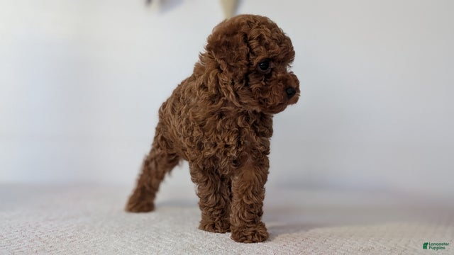 Cash for sale in Goshen | Lancaster Puppies