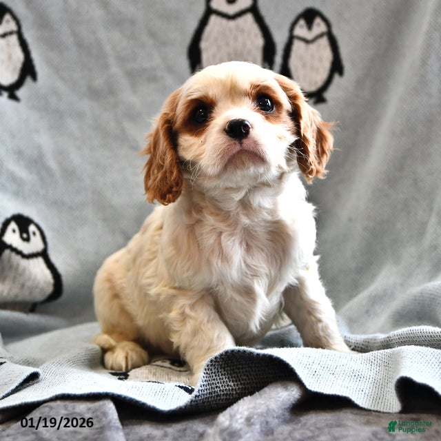 Sam for sale in Himrod | Lancaster Puppies