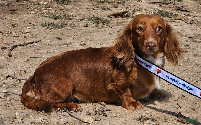 Arrow Long-haired for sale in Clinton | Lancaster Puppies