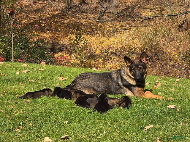 Frank Marcinek | Lancaster Puppies