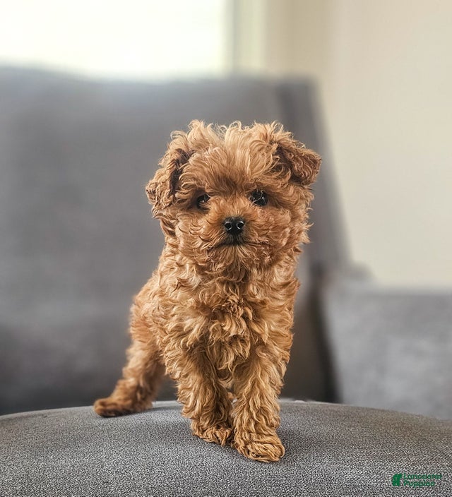 Tiny Tim for sale in Mohnton | Lancaster Puppies