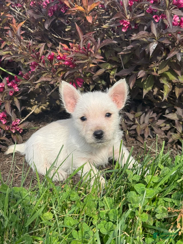 Waylon West Highland Terrier for sale in Seneca Falls | Lancaster Puppies