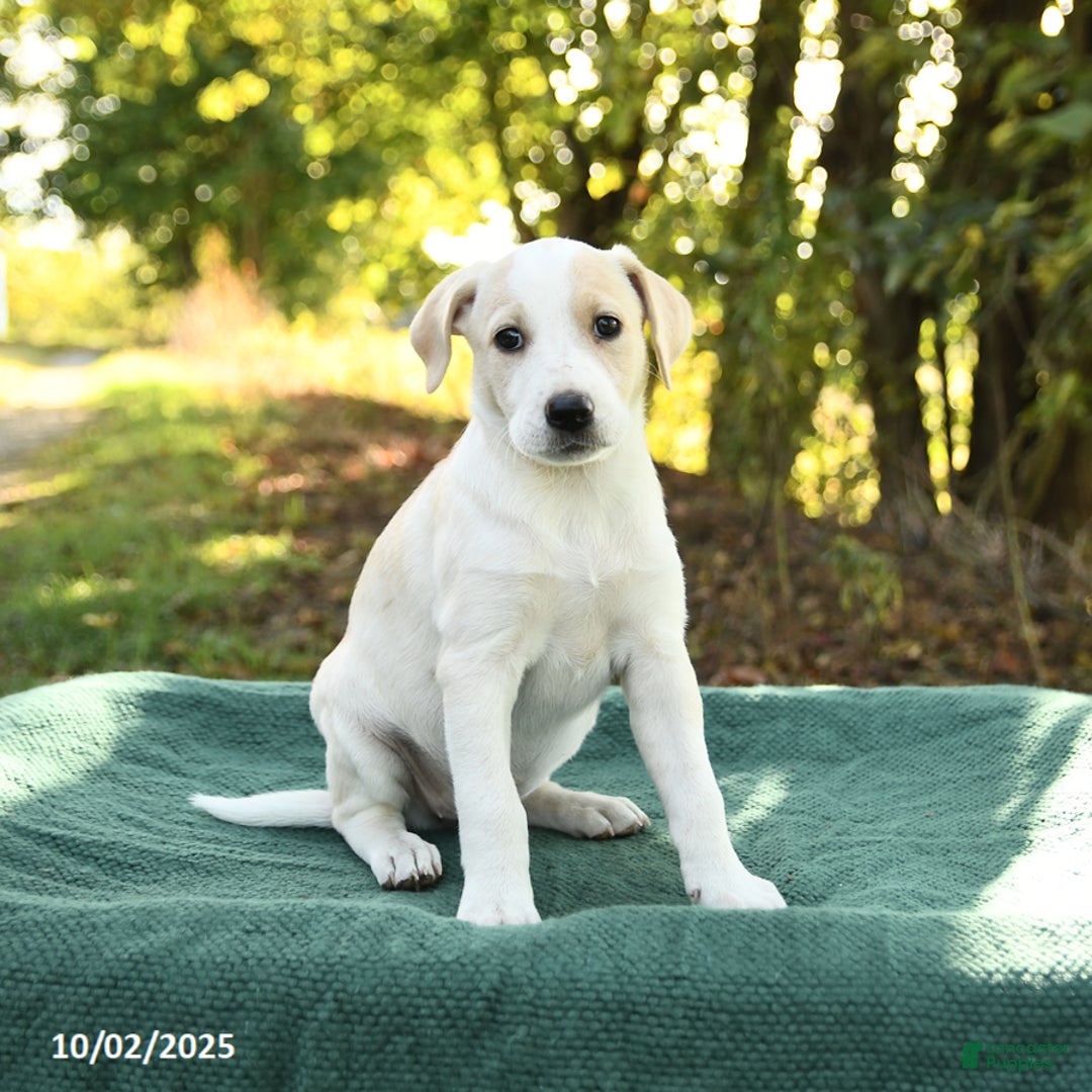 Milly for sale in Port Trevorton | Lancaster Puppies
