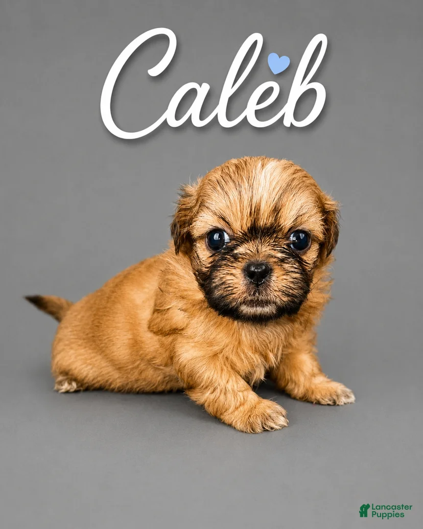 Caleb Shih Tzu for sale in Middletown | Lancaster Puppies