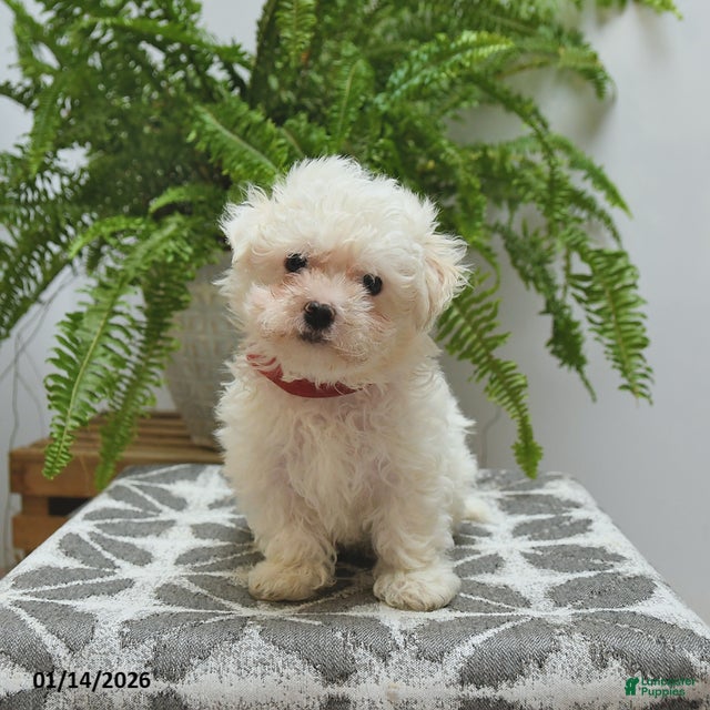 Skipper for sale in Ronks | Lancaster Puppies