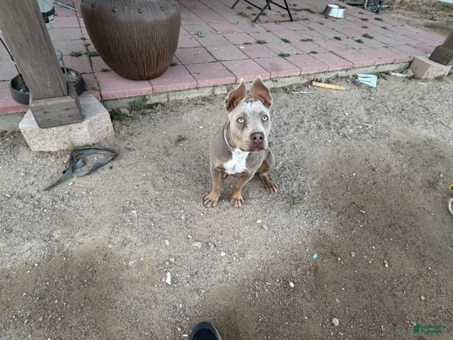 Puppy 1 American Bully for sale in Los Angeles | Lancaster Puppies
