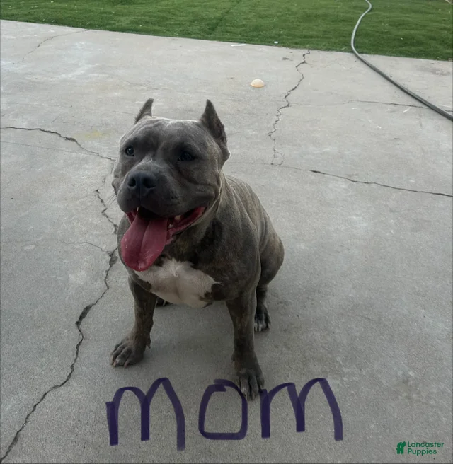 American Bully 1 American Bully for sale in Ceres | Lancaster Puppies