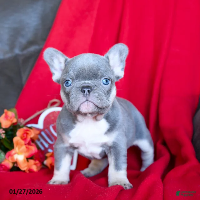 Lilly for sale in Rising Sun | Lancaster Puppies