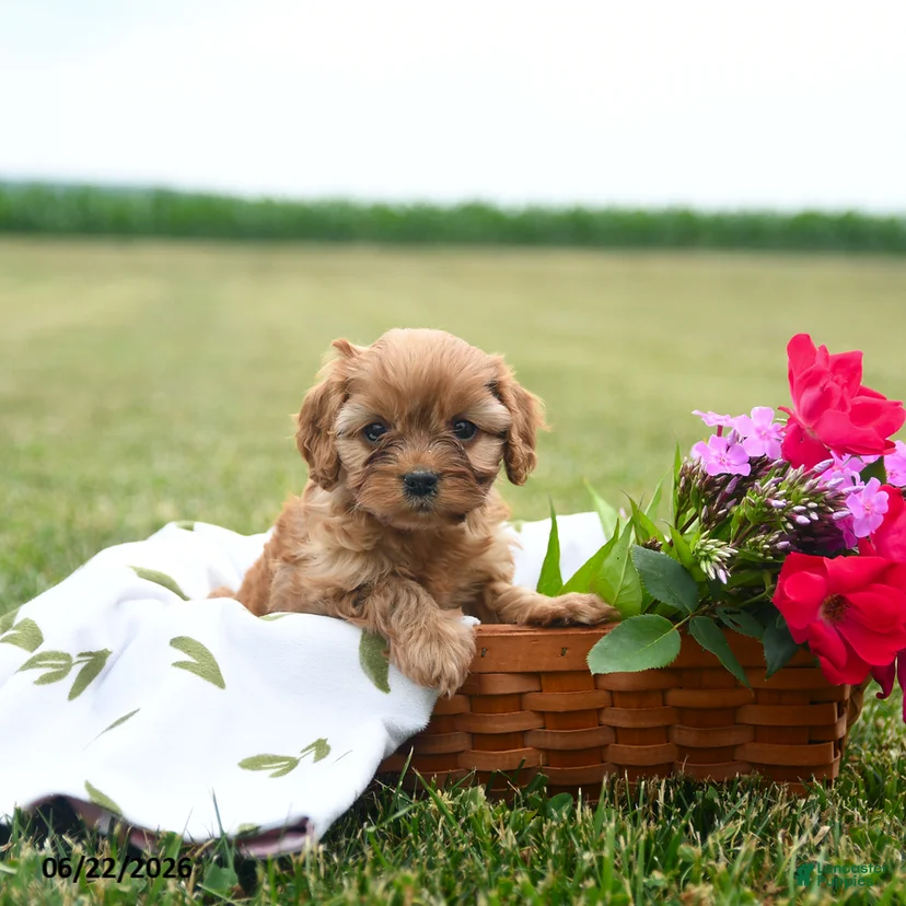 Champ Cavapoo for sale in Ephrata | Lancaster Puppies