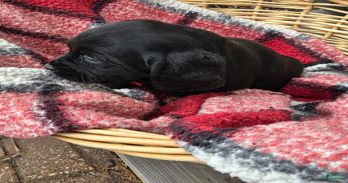 Labrador/Cocker Spaniel for sale in Waterloo | Lancaster Puppies