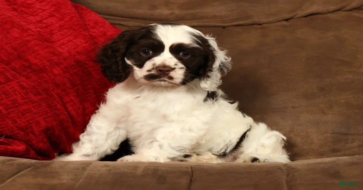 Cocker Spaniel Puppies for sale in Jackson, Michigan | Lancaster Puppies