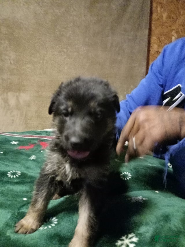 German Shepherd Puppy 10 for sale in Amberg | Lancaster Puppies