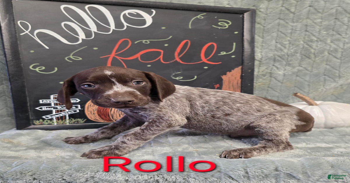 German Shorthaired Pointer Puppy 1 for sale in Scottsburg | Lancaster ...