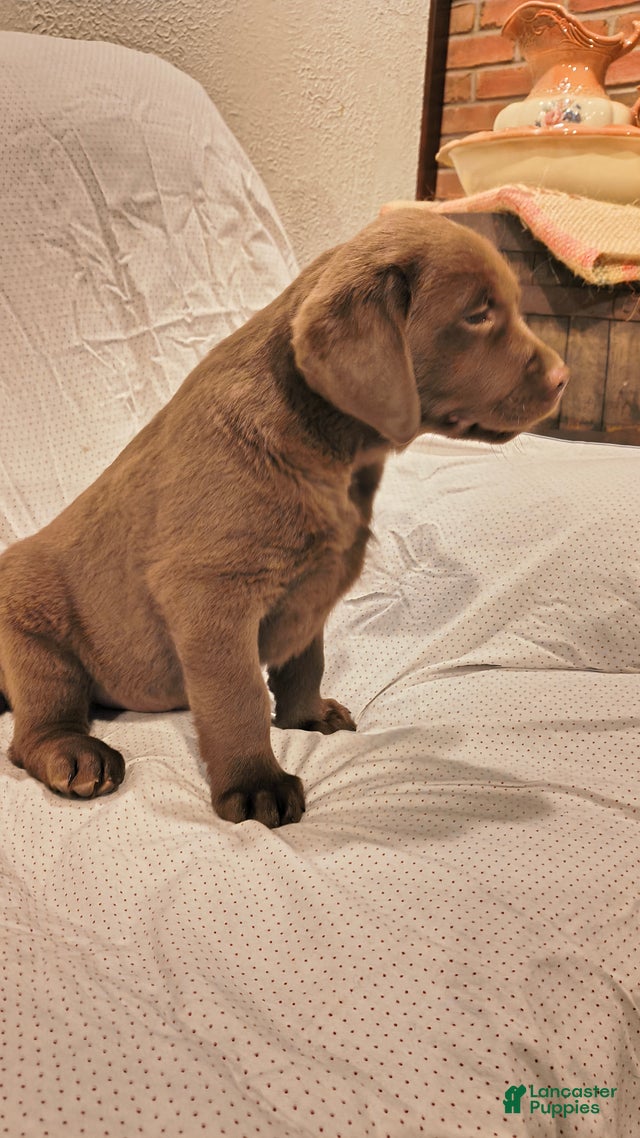 Labrador Retriever Puppy 1 for sale in Jackson Township | Lancaster Puppies
