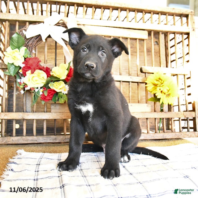 Otto for sale in Williamsburg | Lancaster Puppies