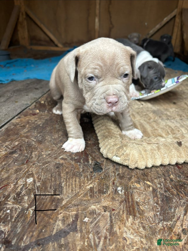 American Pit Bull Terrier Puppy 1 for sale in Selma | Lancaster Puppies