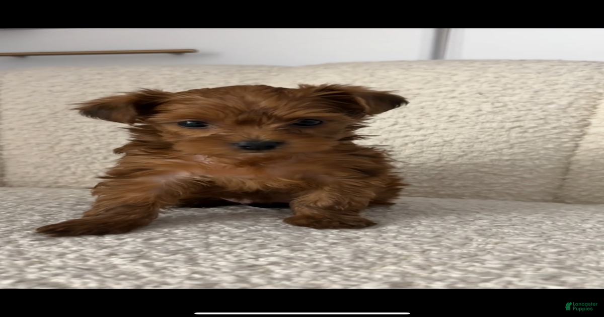 TEACUP BELLA for sale in Hackensack | Lancaster Puppies