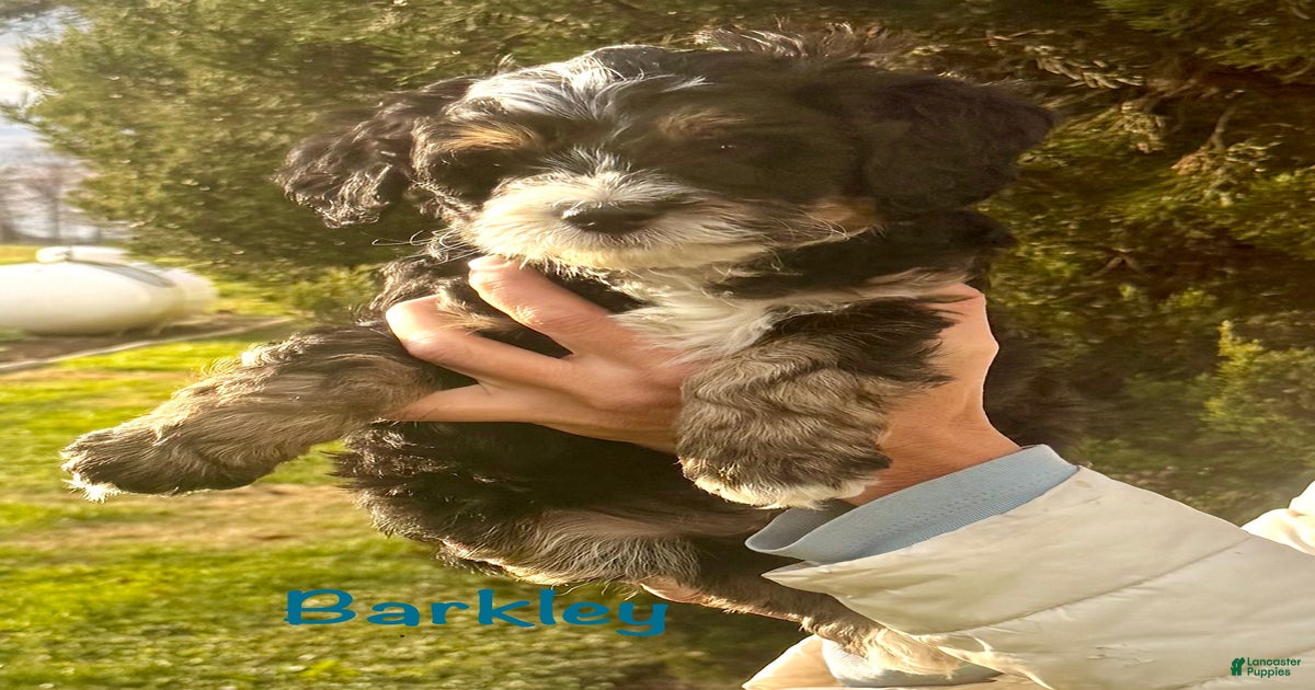 Mini Bernedoodle Puppy 4 for sale in Oxford | Lancaster Puppies
