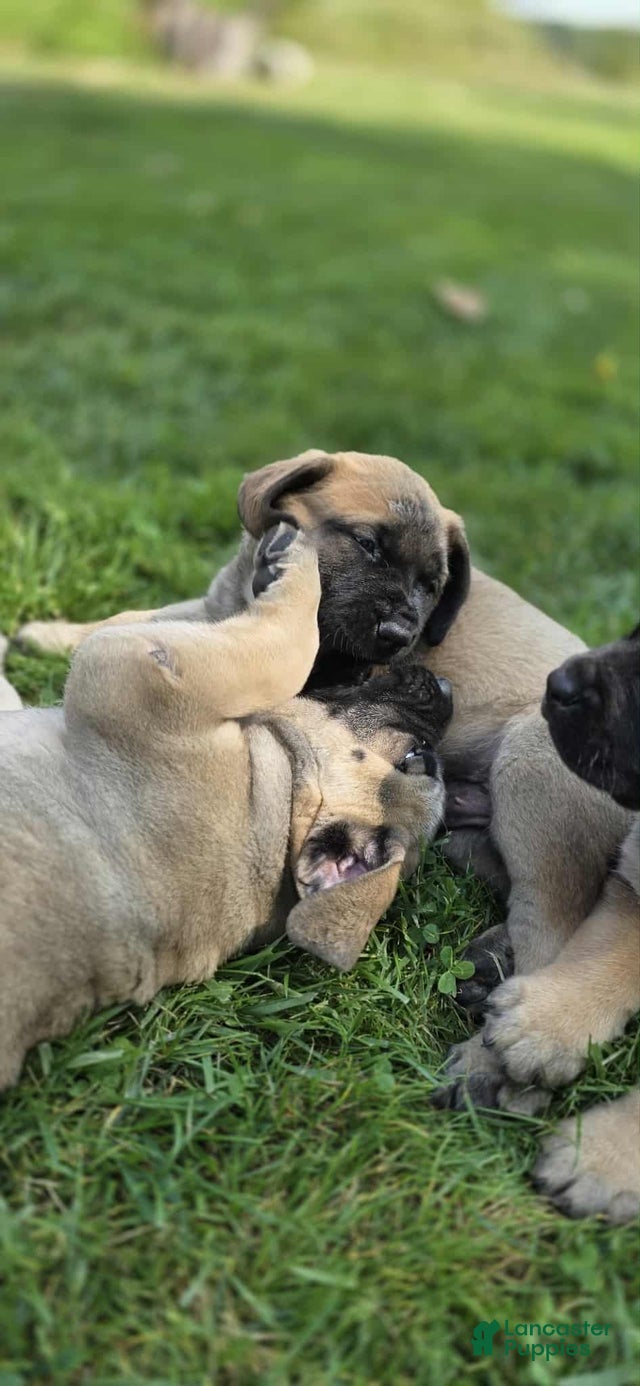 English Mastiff Puppy 2 for sale in Southington | Lancaster Puppies