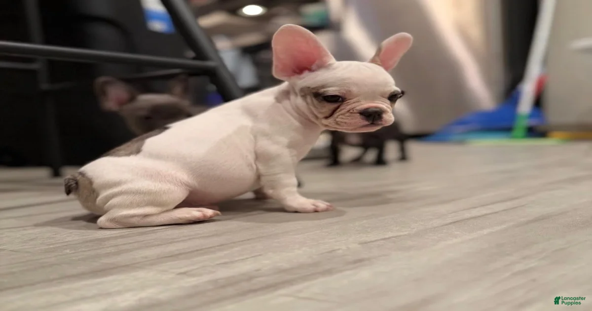 Twix French Bulldog for sale in Cleveland | Lancaster Puppies