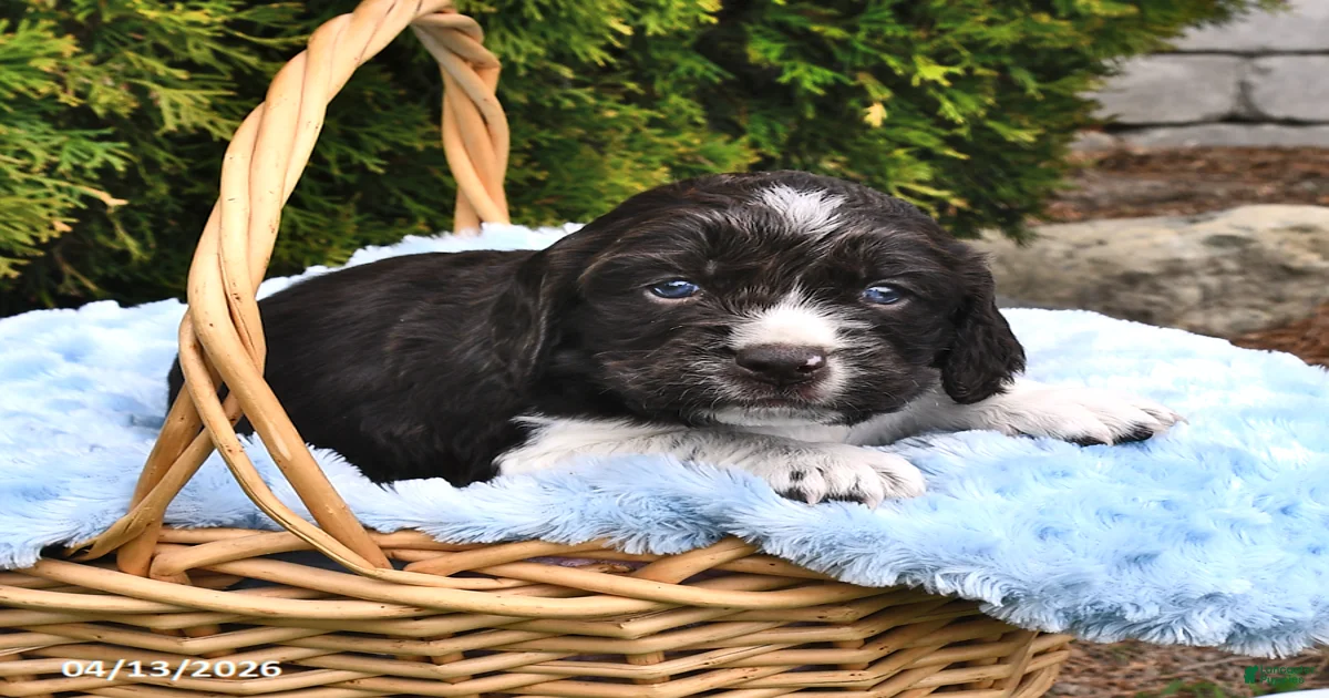 Soft toy English Springer Spaniel Puppies for sale | Lancaster Puppies