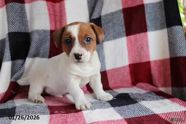 Jimbo for sale in Ashland | Lancaster Puppies