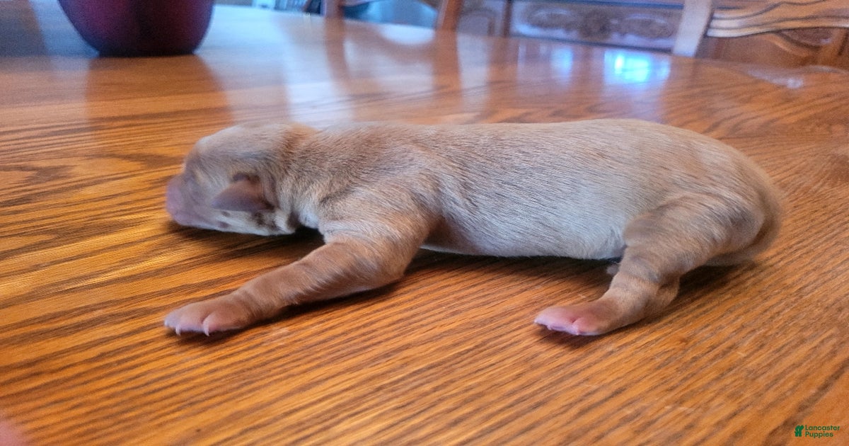 Labrador Retriever Puppy 5 for sale in Elk Grove | Lancaster Puppies