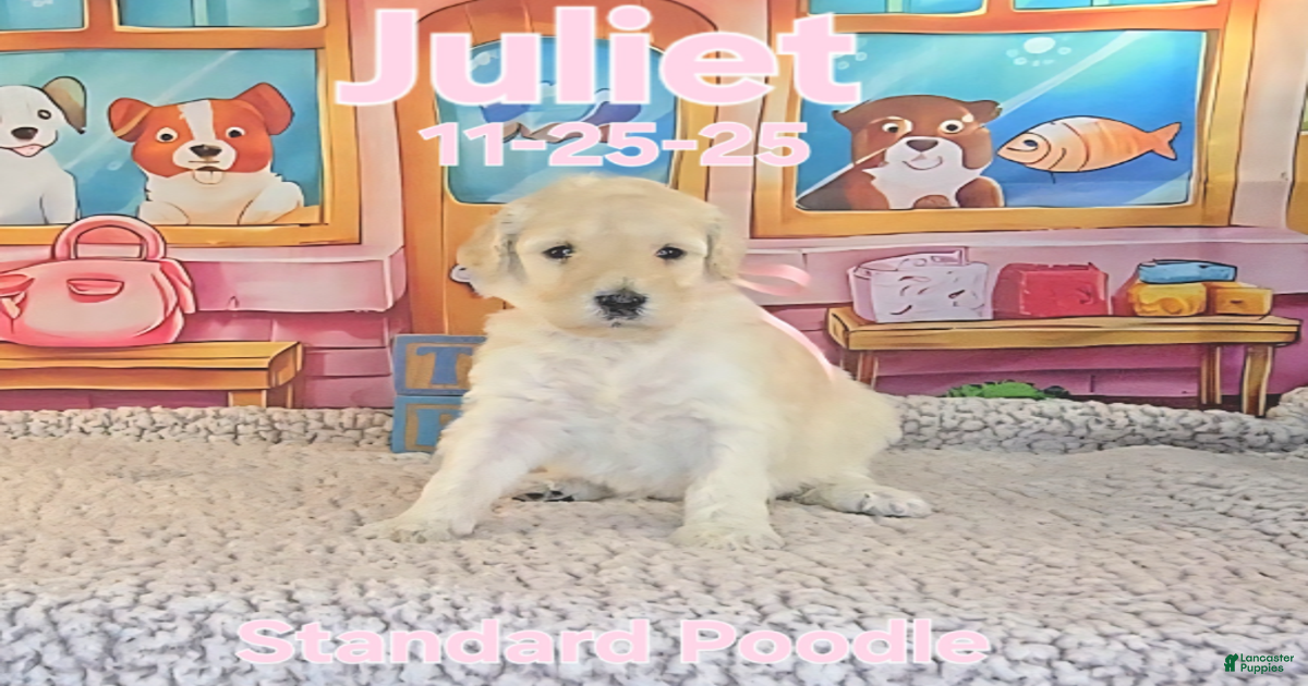 Juliet for sale in Rolla | Lancaster Puppies
