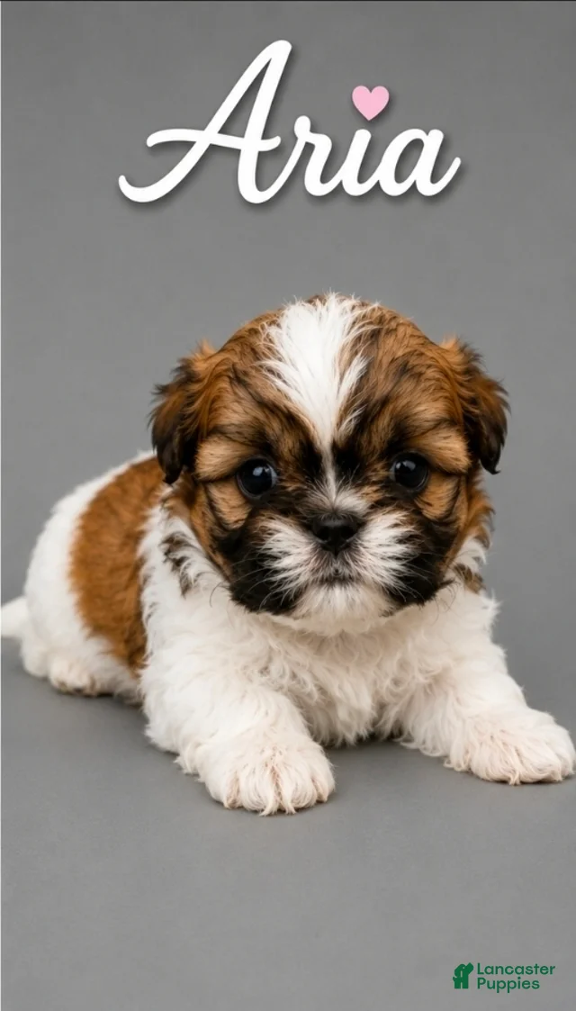 Aria Shih Tzu for sale in Middletown | Lancaster Puppies