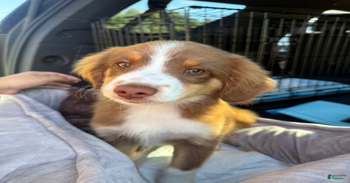 Miniature Australian Shepherd Puppy 1 for sale in Detroit | Lancaster ...