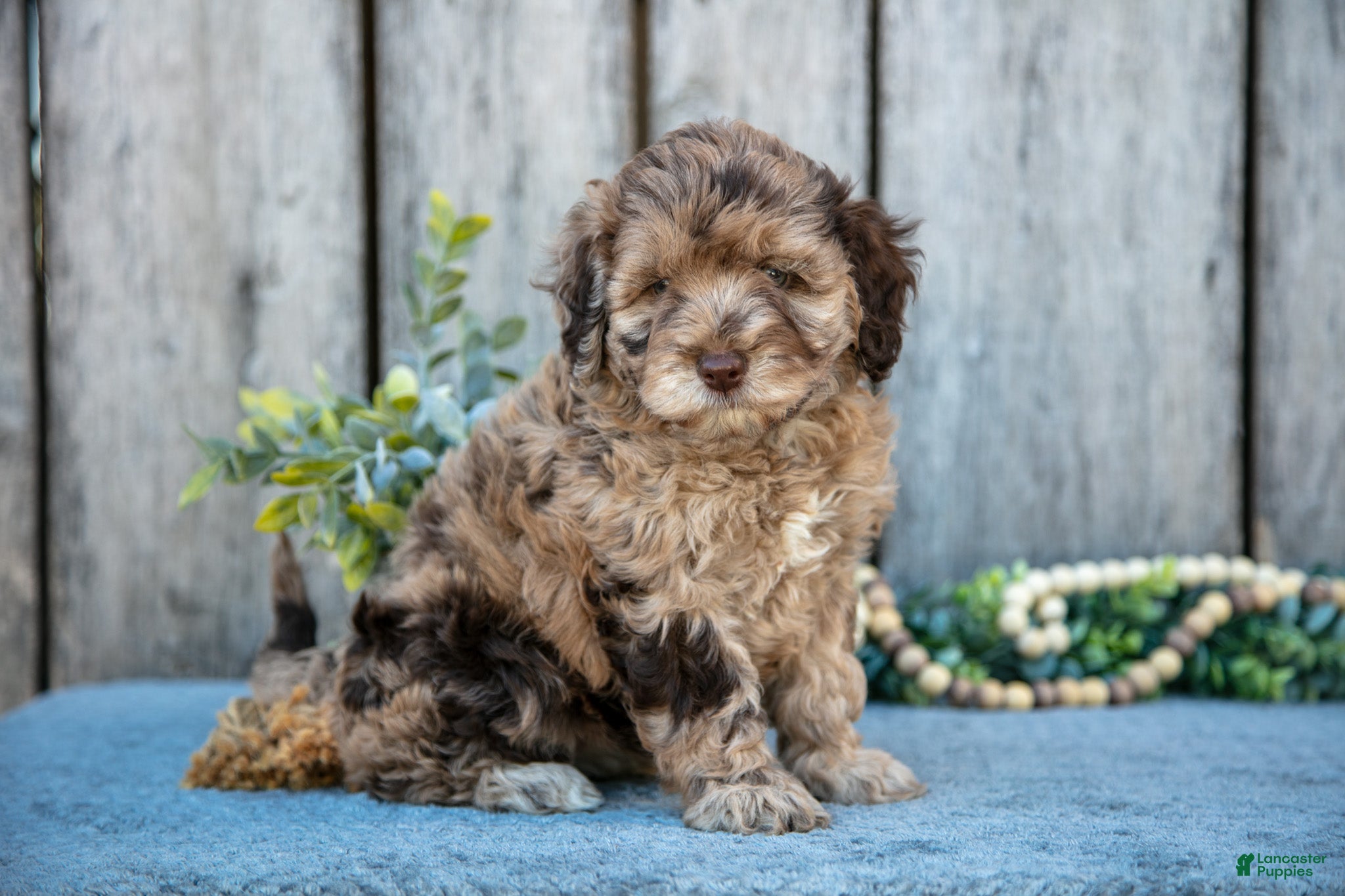 Portuguese Water Dog Puppies for sale | Lancaster Puppies