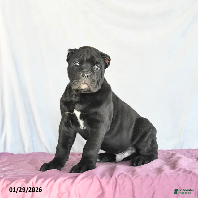 Marco for sale in East Earl | Lancaster Puppies