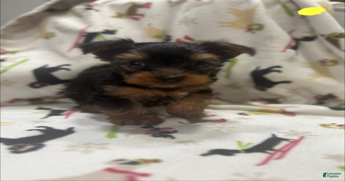 Yorkshire Terrier Puppy 6 for sale in Edgewater Park | Lancaster Puppies