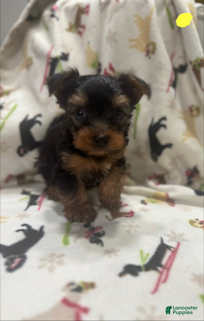 Yorkshire Terrier Puppy 6 for sale in Edgewater Park | Lancaster Puppies