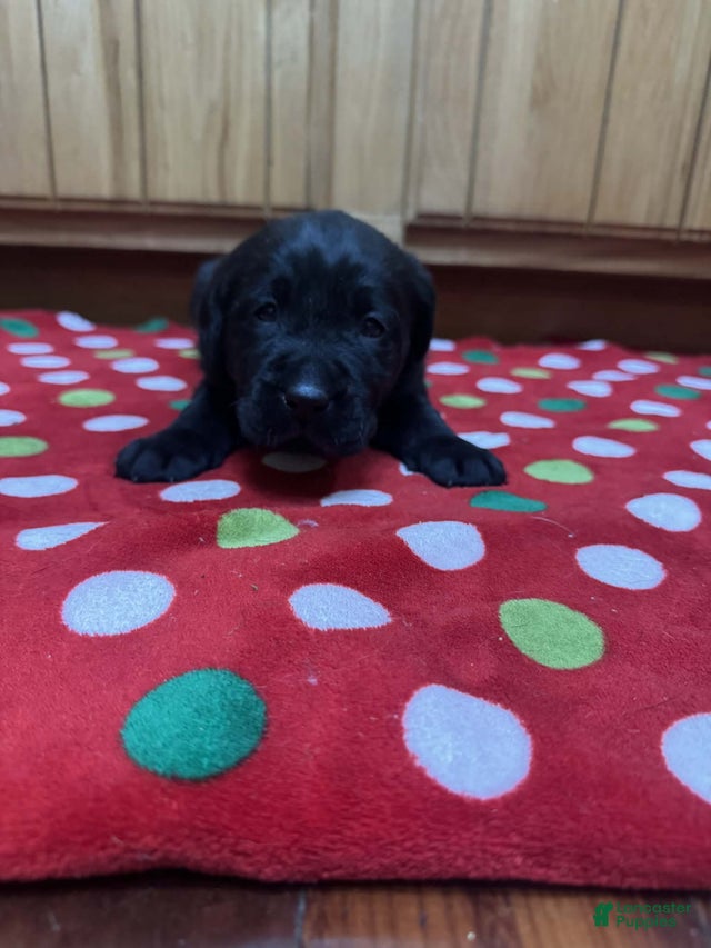 Fern for sale in Camden | Lancaster Puppies