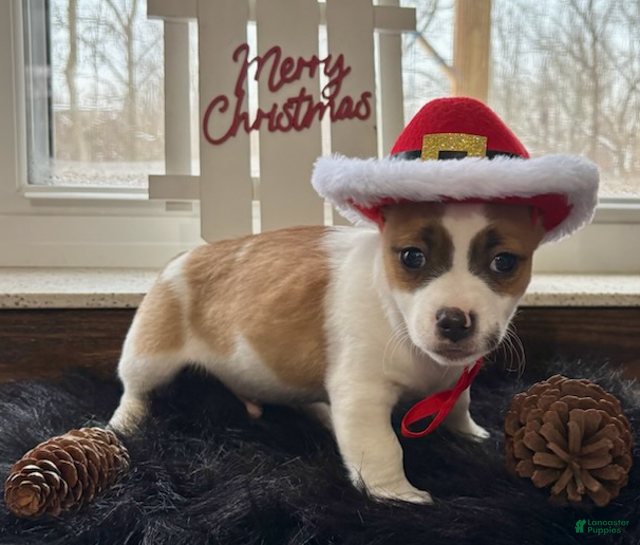 Charlie for sale in Cambridge City | Lancaster Puppies