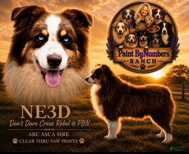 Auggie Australian Shepherd for sale in Magee | Lancaster Puppies