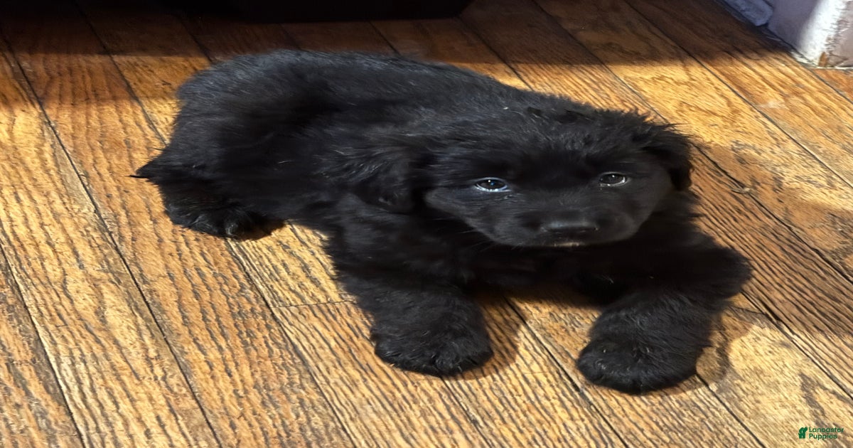 Mixed Breed Puppy 2 for sale in Philadelphia | Lancaster Puppies