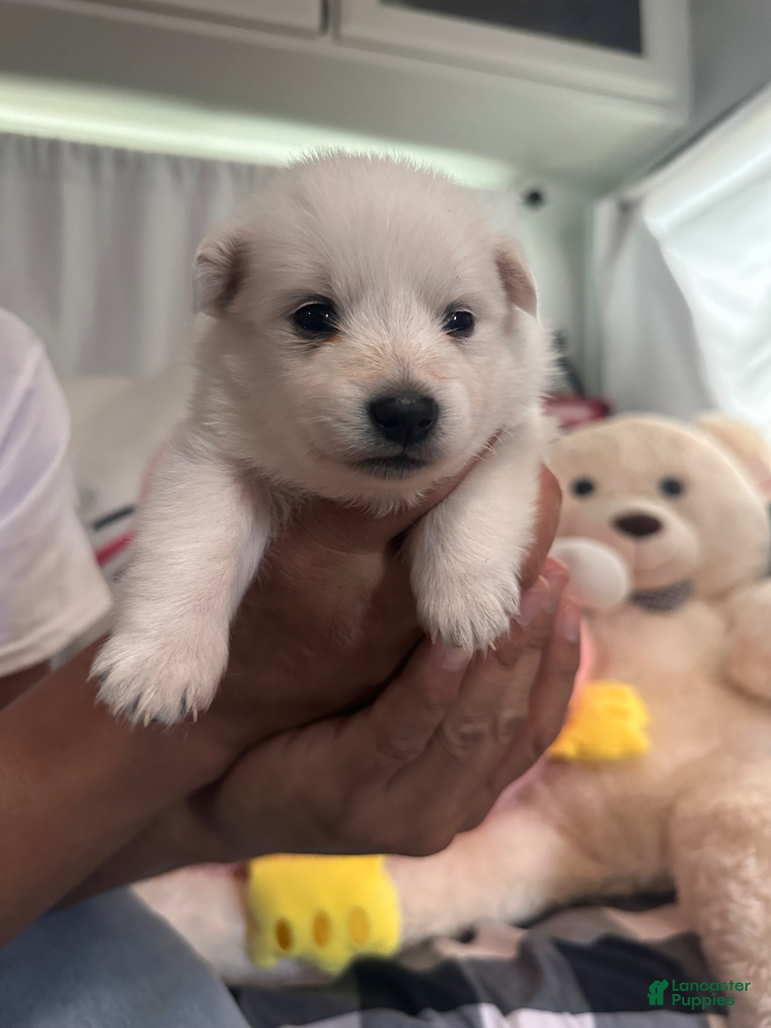 American Eskimo Puppy 6 American Eskimo for sale in Alpharetta ...