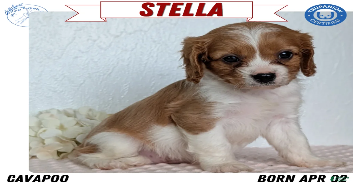 Cavapoo Puppies for sale | Lancaster Puppies