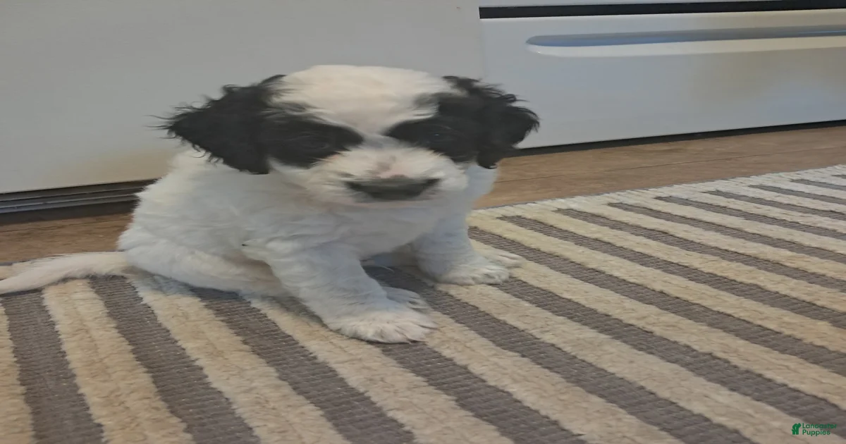 Mix Double Doodle Puppies for sale | Lancaster Puppies