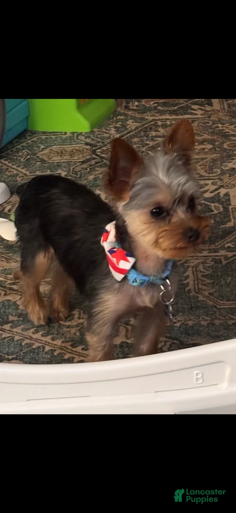 Teacup Yorkshire Terrier Puppy Yorkshire Terrier for sale in Rapho ...