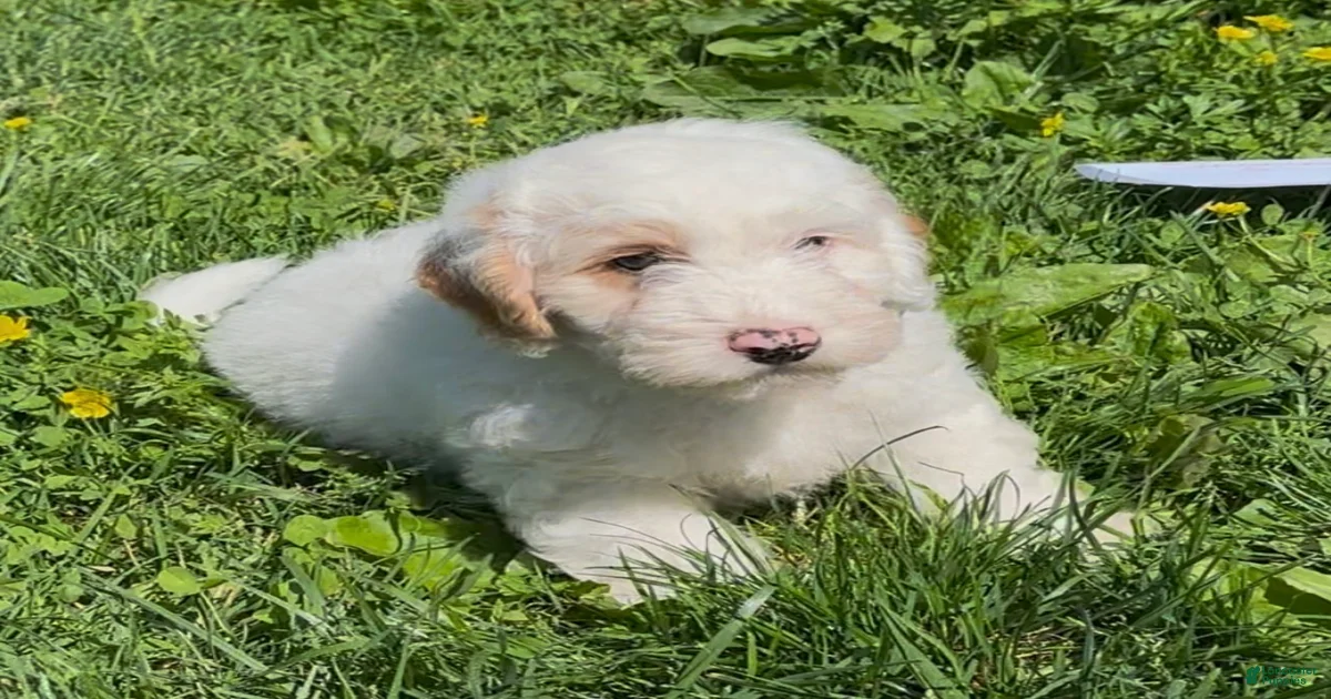 Mini Goldendoodle Puppies for sale under $500 | Lancaster Puppies