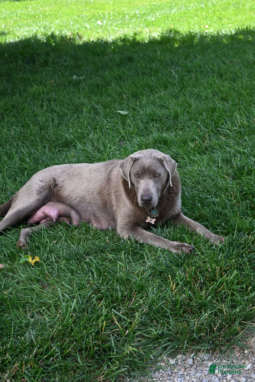 Labrador Retriever 10 Labrador Retriever for sale in Callaway ...