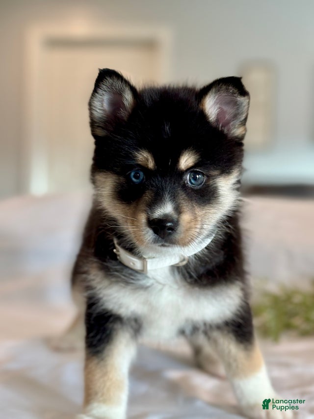 Flash Pomsky Puppy 1 for sale in Fredericksburg | Lancaster Puppies