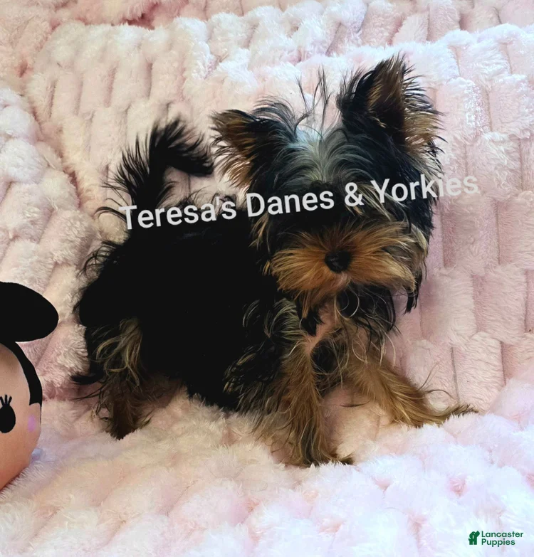 Micro mini girl Yorkshire Terrier for sale in Wooster | Lancaster Puppies