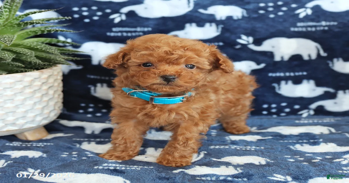 Nicholas for sale in Dornsife | Lancaster Puppies