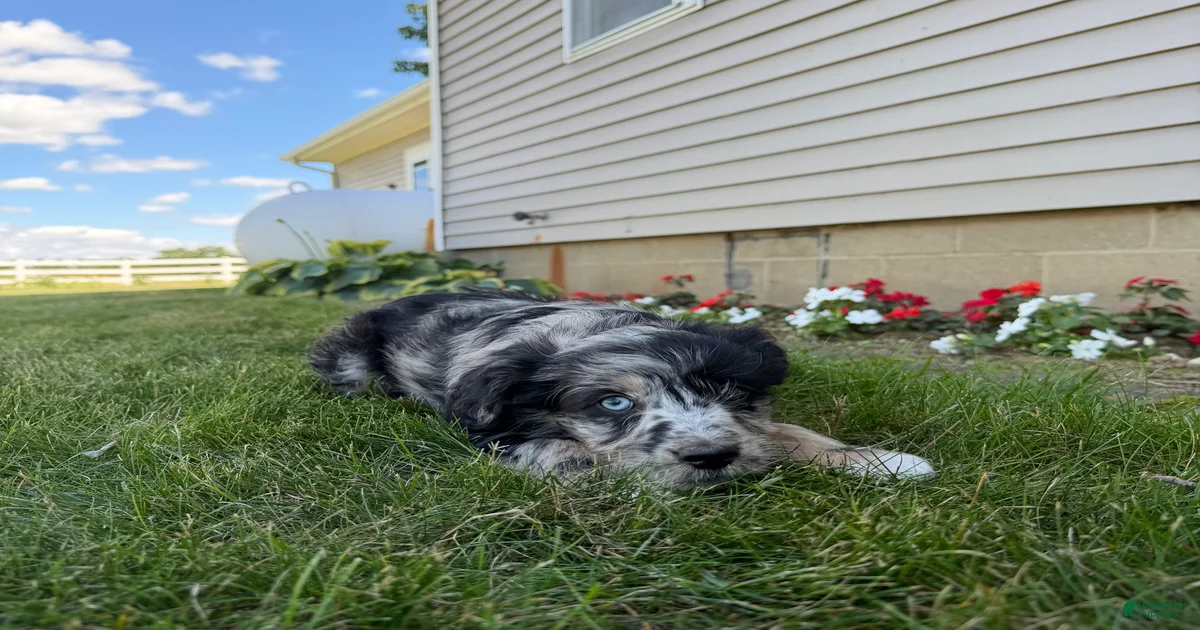 Old merle Aussiedoodle Puppies for sale | Lancaster Puppies
