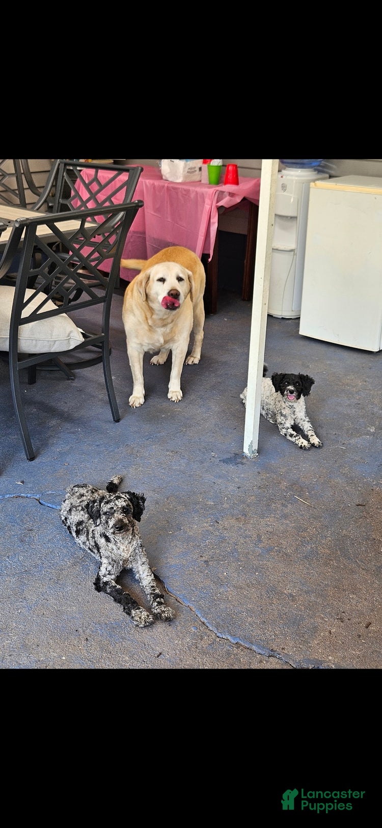 Miniature Poodle Puppy 2 for sale in Mastic Beach | Lancaster Puppies